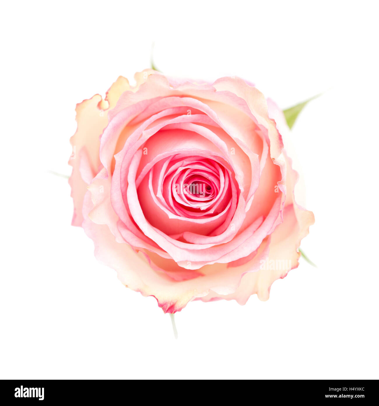 gentle cream rose with pink petal edges isolated on white background ...