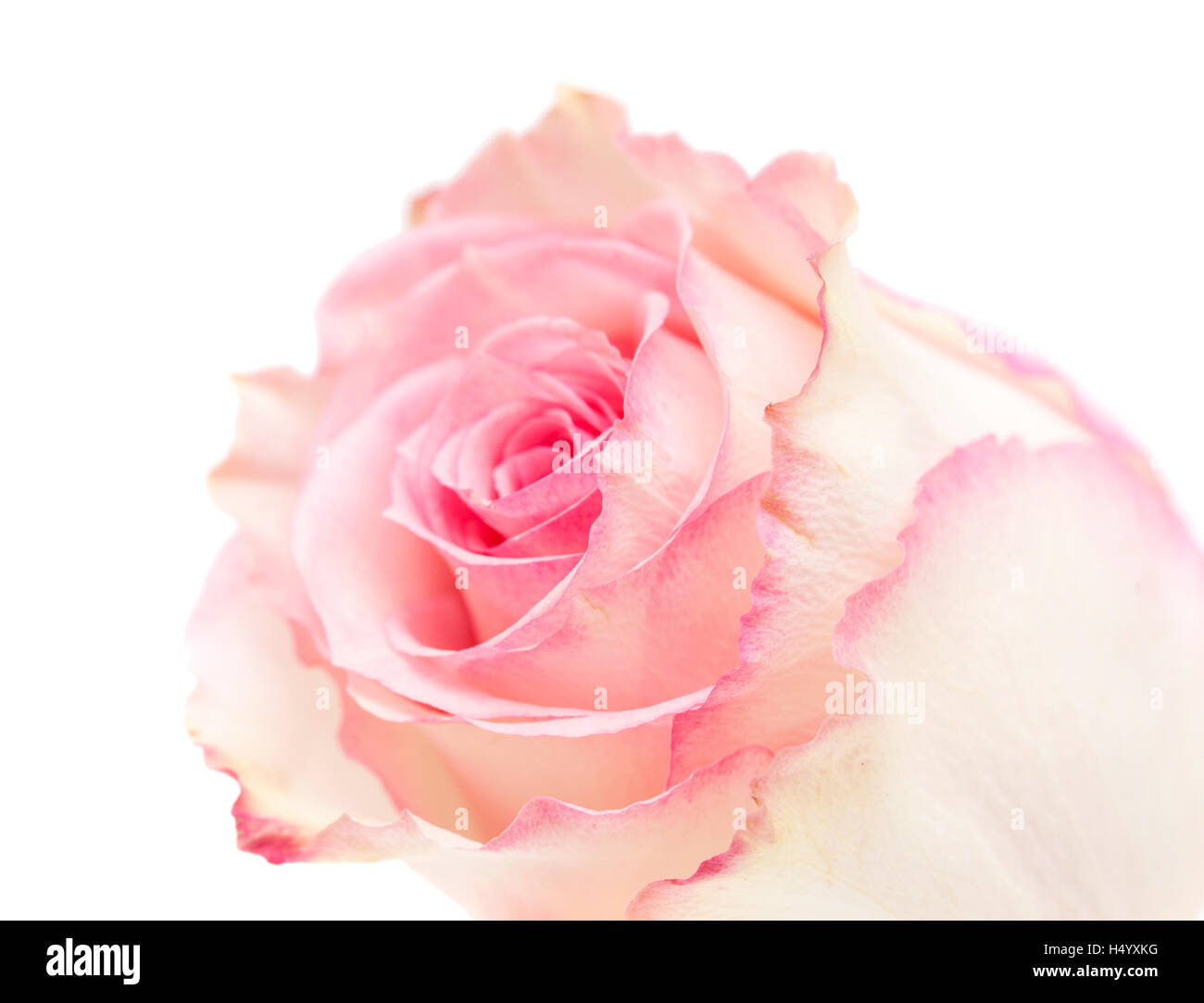 gentle cream rose with pink petal edges isolated on white background ...