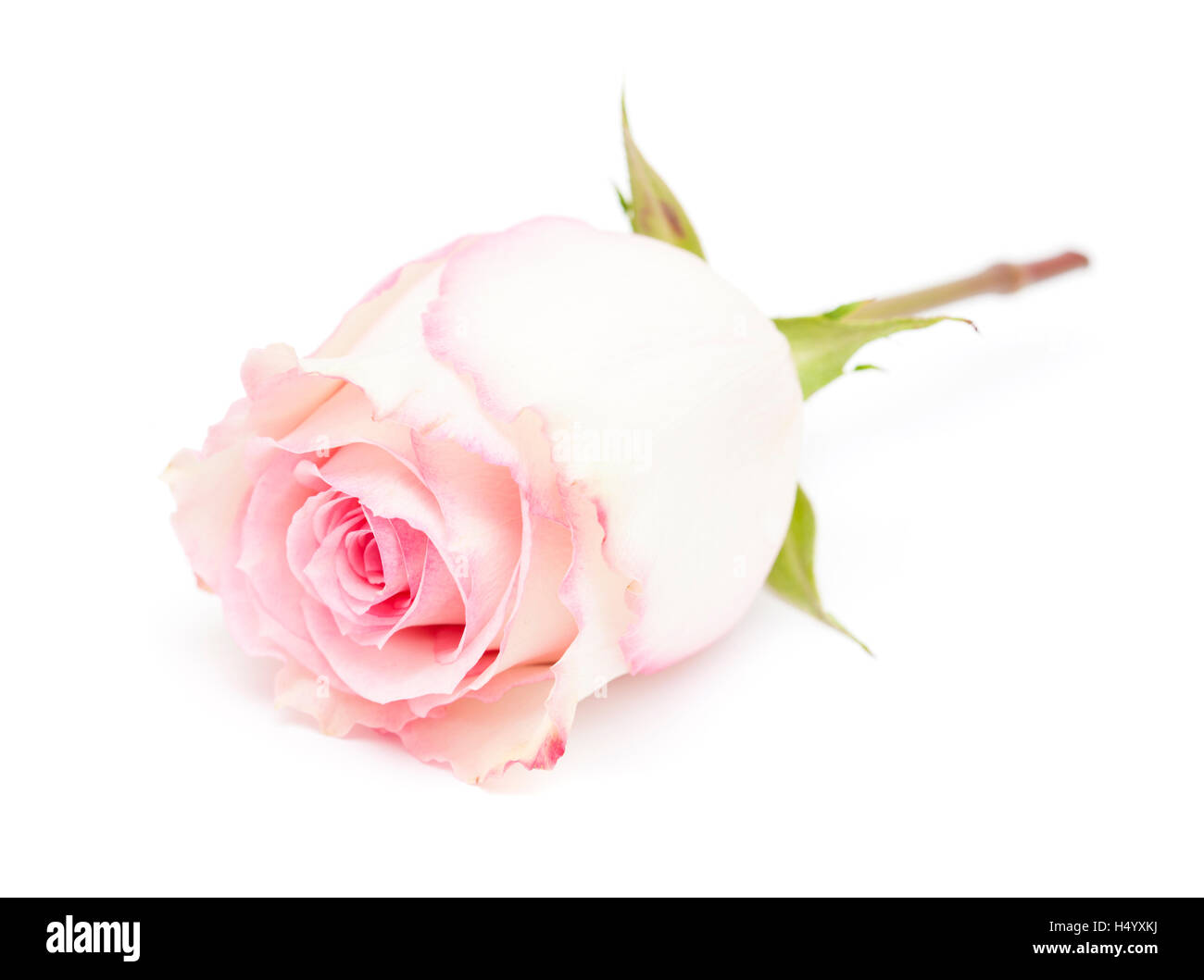 gentle cream rose with pink petal edges isolated on white background ...