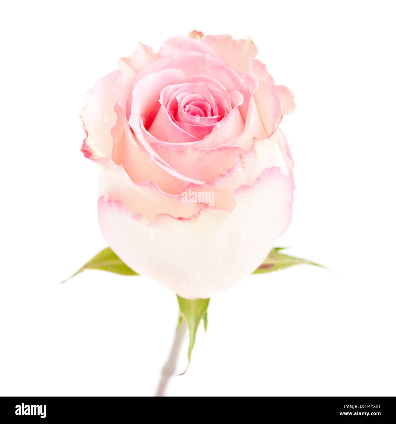 White Roses With Pink Tips Wallpaper