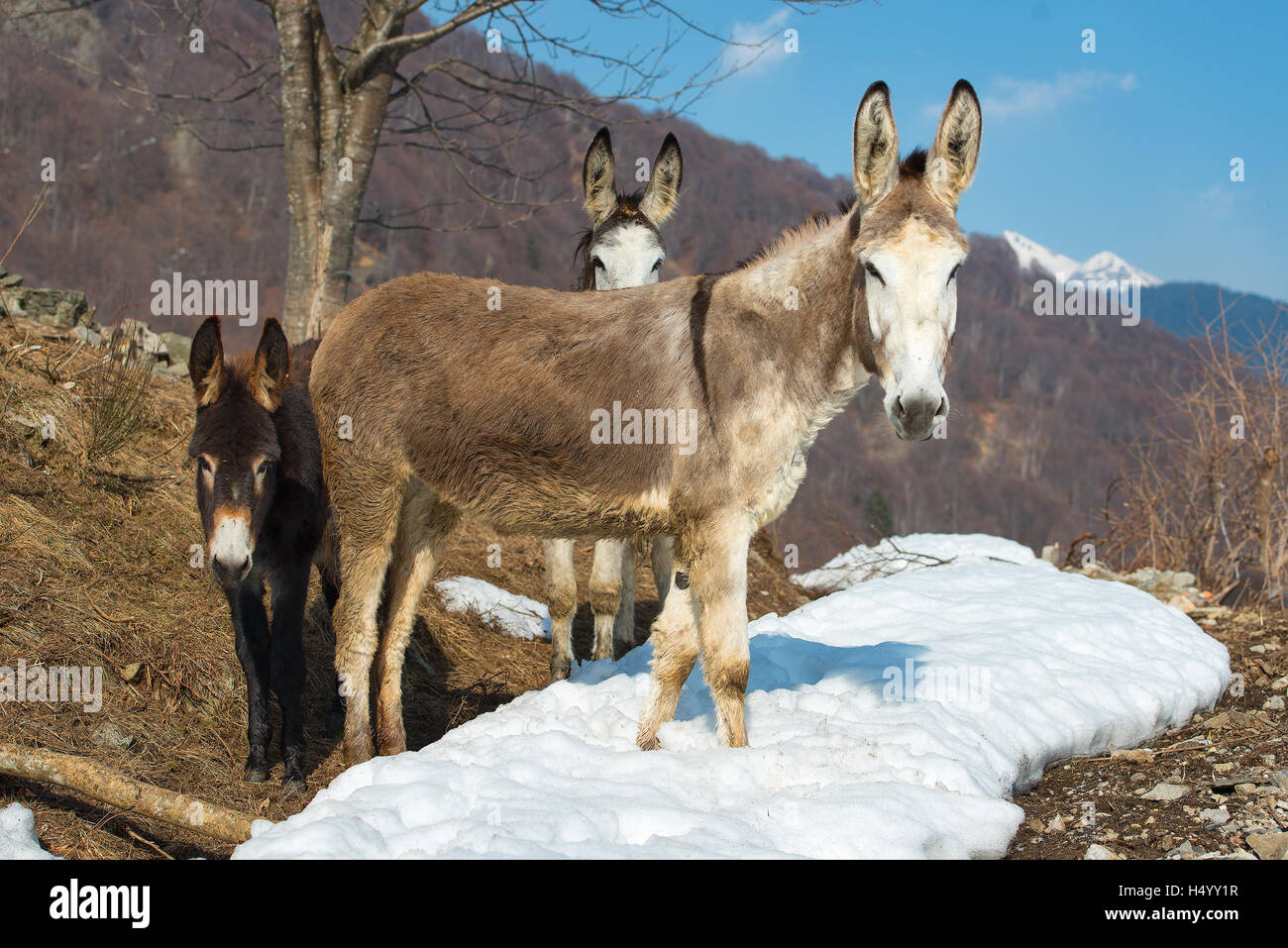 Family of donkeys in the mountains father mother and small Stock Photo ...