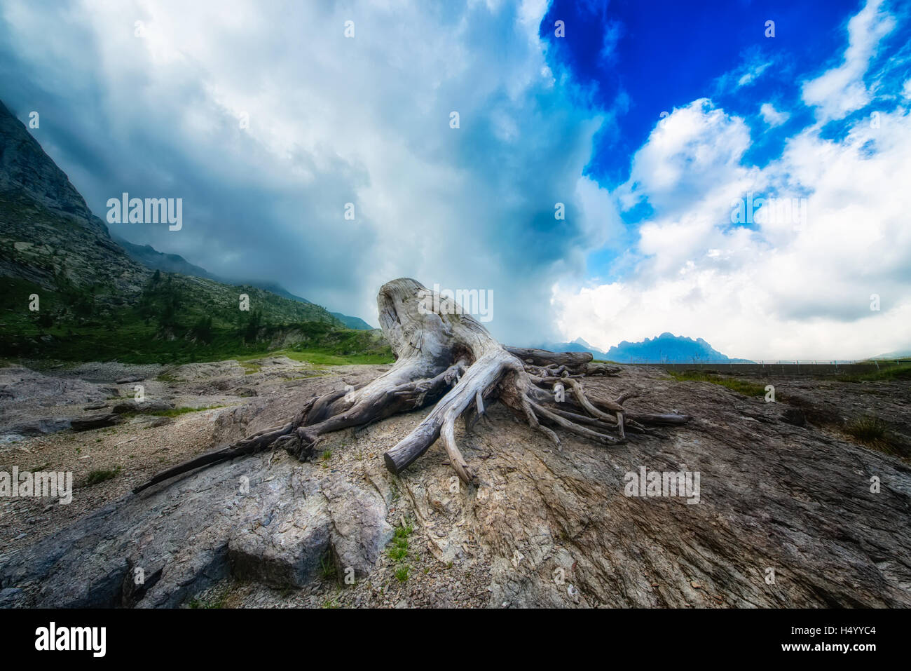 Dry stump at mountain Stock Photo - Alamy