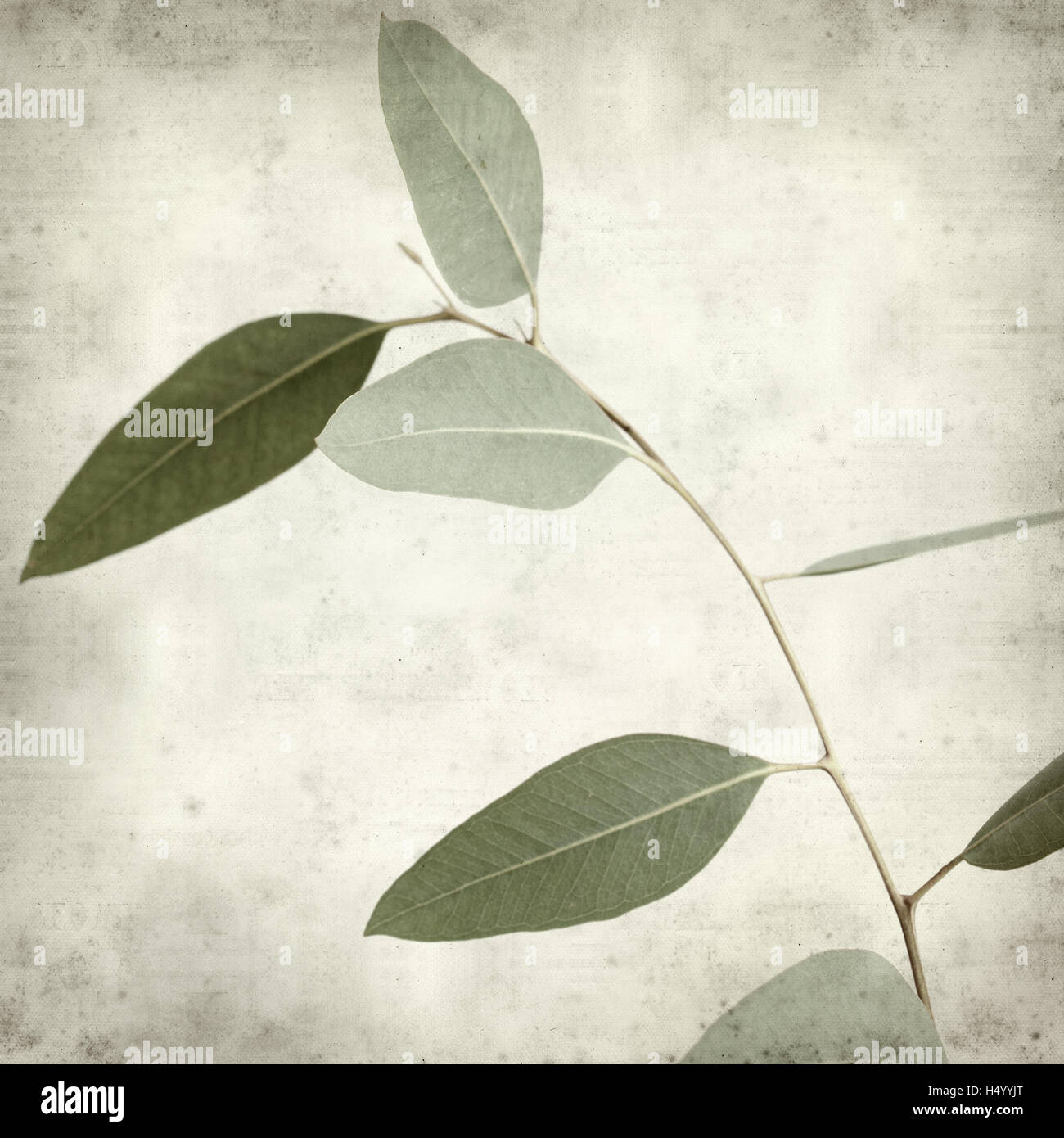 textured old paper background with fresh green eucalyptus leaves Stock ...