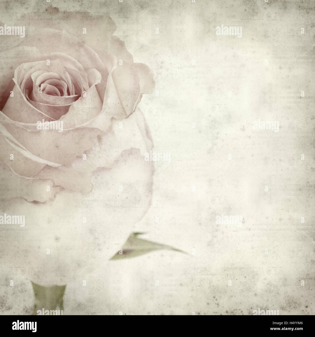 textured old paper background with pale pink rose Stock Photo - Alamy