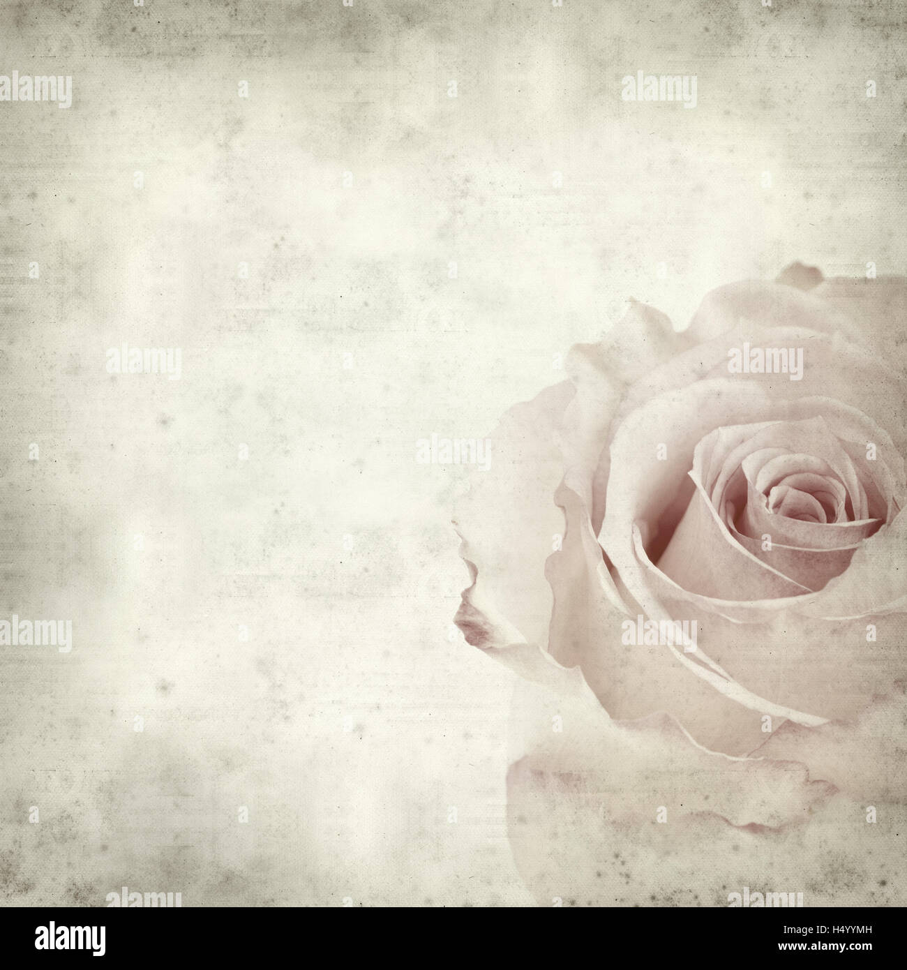textured old paper background with pale pink rose Stock Photo - Alamy