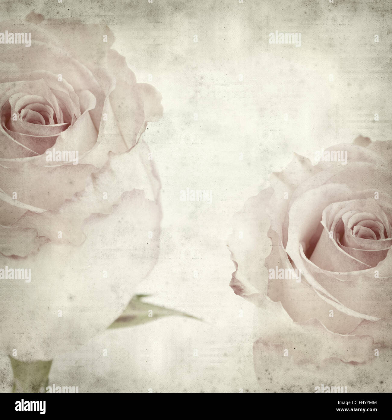textured old paper background with pale pink rose Stock Photo - Alamy
