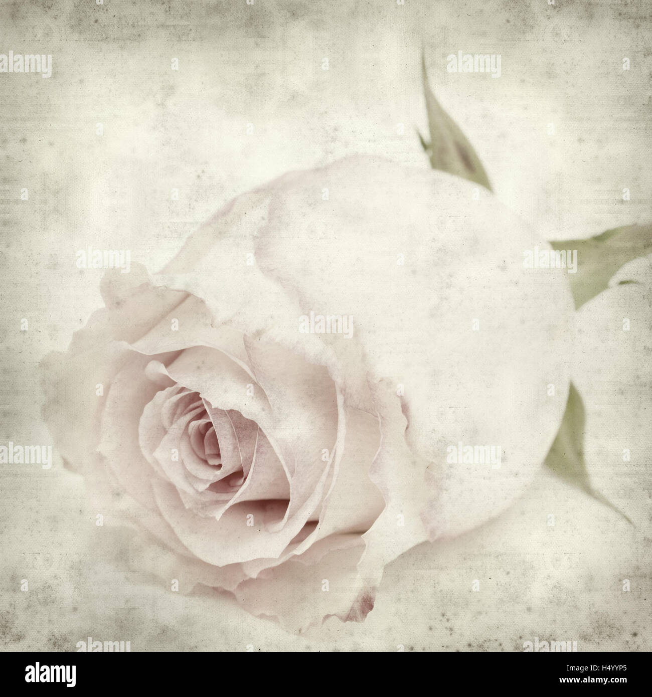 textured old paper background with pale pink rose Stock Photo - Alamy