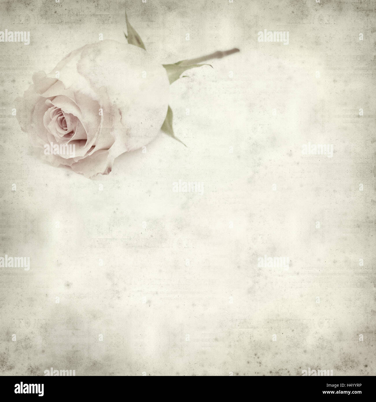 textured old paper background with pale pink rose Stock Photo - Alamy