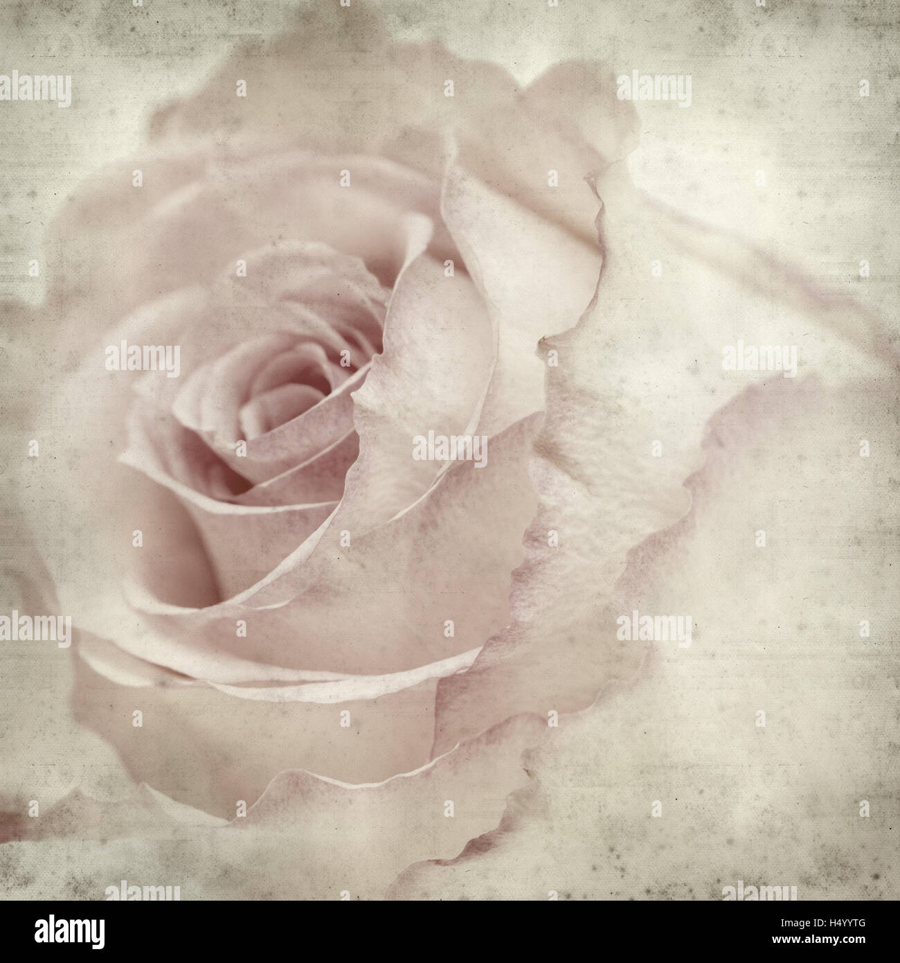 textured old paper background with pale pink rose Stock Photo - Alamy