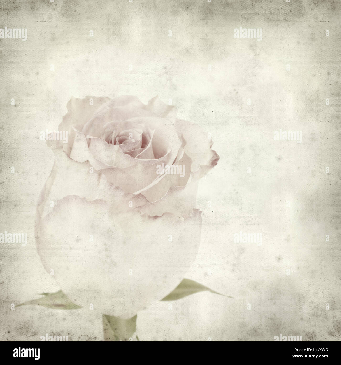 textured old paper background with pale pink rose Stock Photo - Alamy