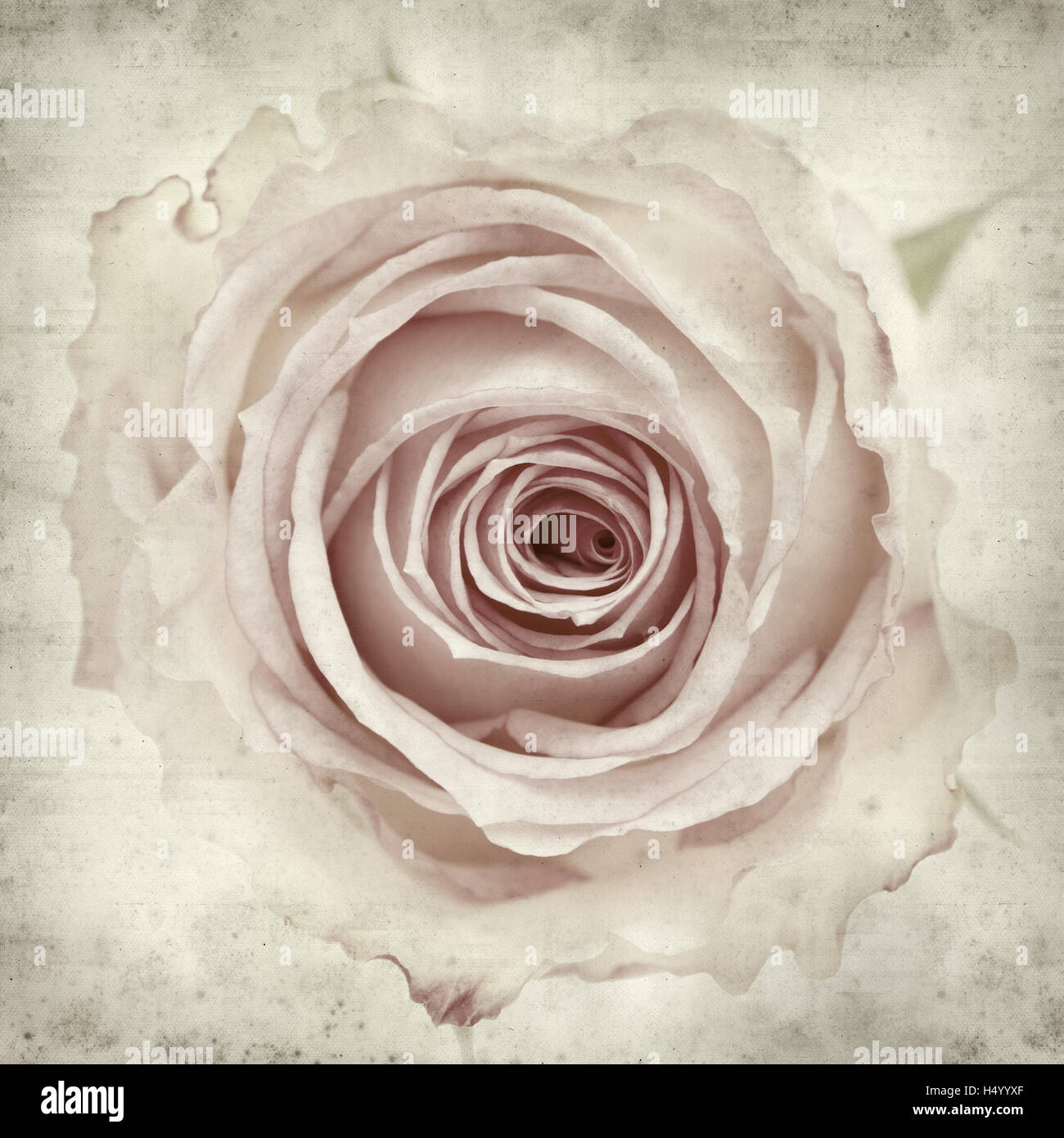 textured old paper background with pale pink rose Stock Photo - Alamy