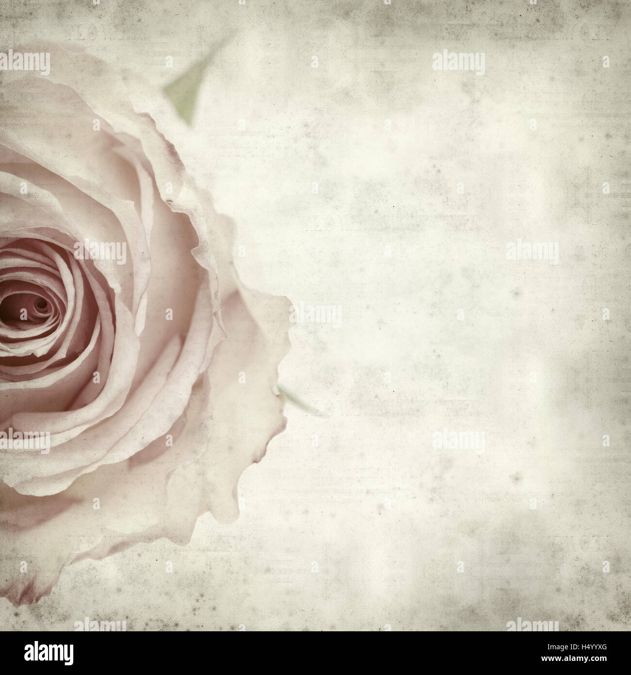 textured old paper background with pale pink rose Stock Photo - Alamy