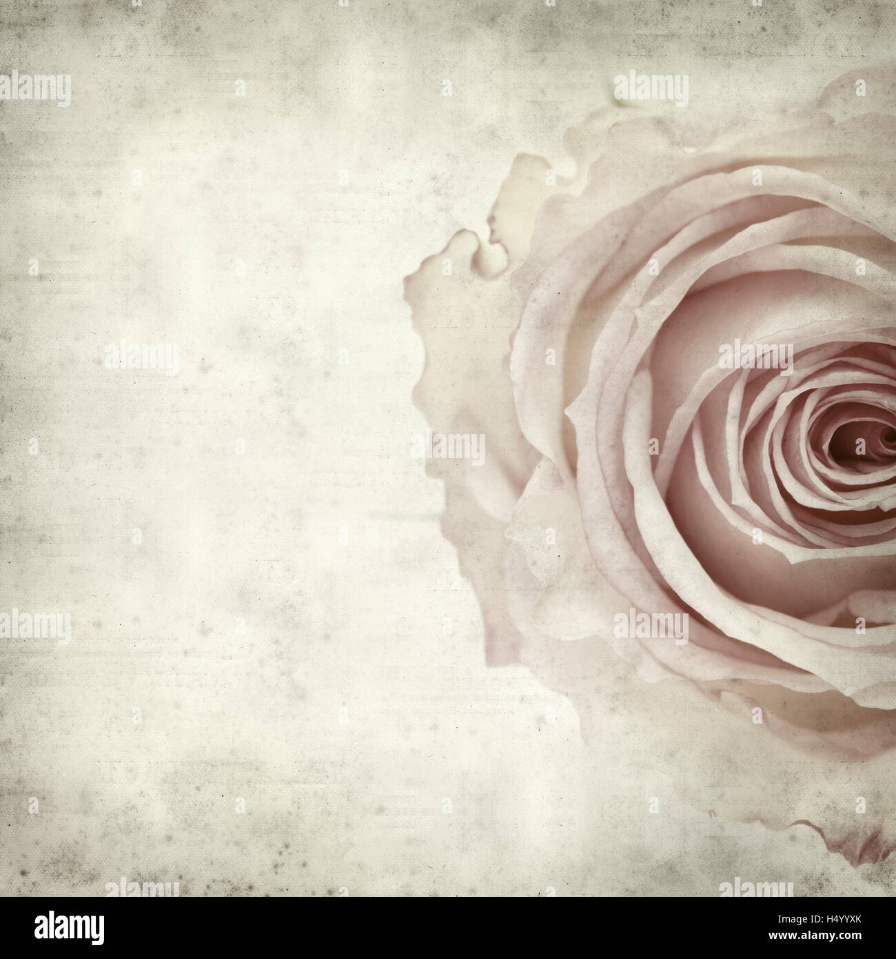 textured old paper background with pale pink rose Stock Photo - Alamy