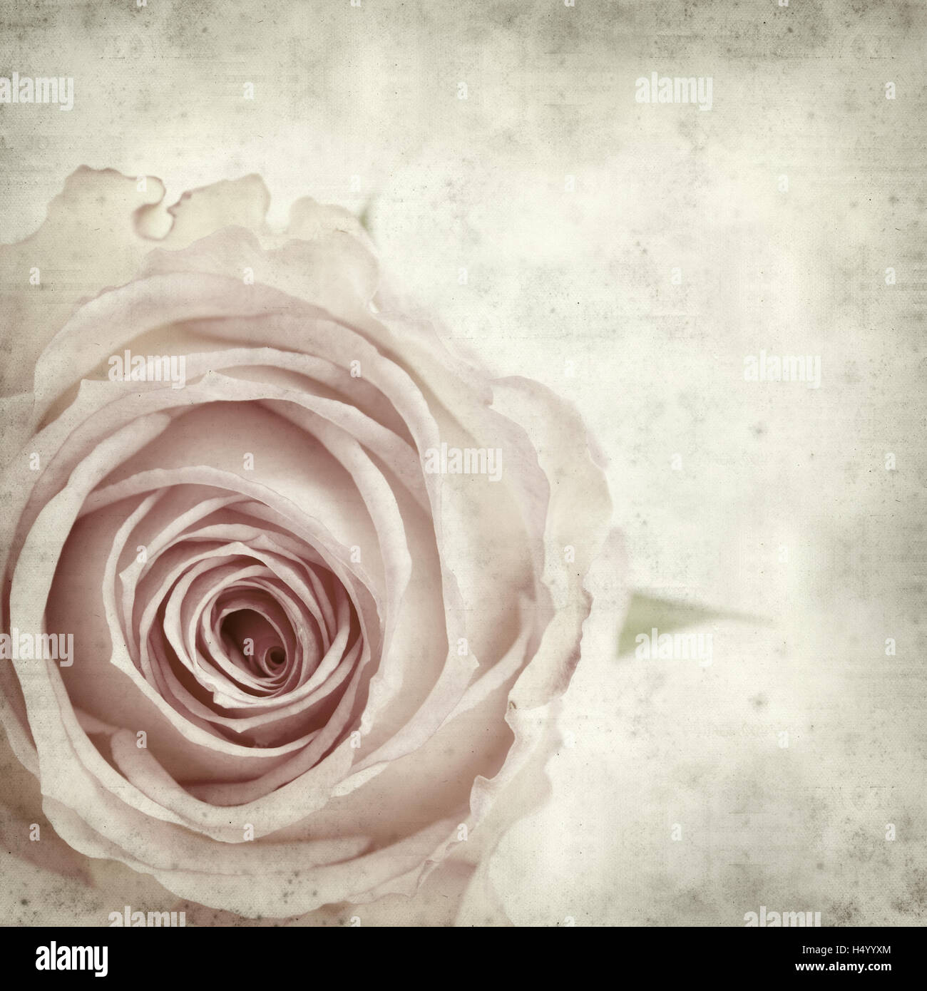 textured old paper background with pale pink rose Stock Photo - Alamy