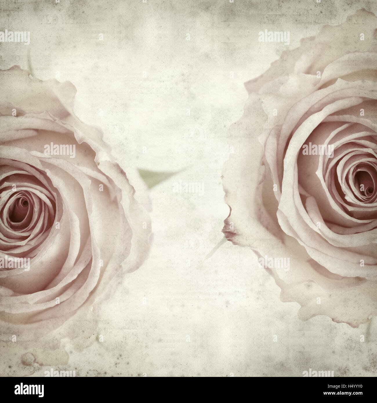 textured old paper background with pale pink rose Stock Photo - Alamy