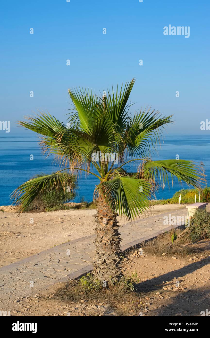 Small palm plant hi-res stock photography and images - Alamy