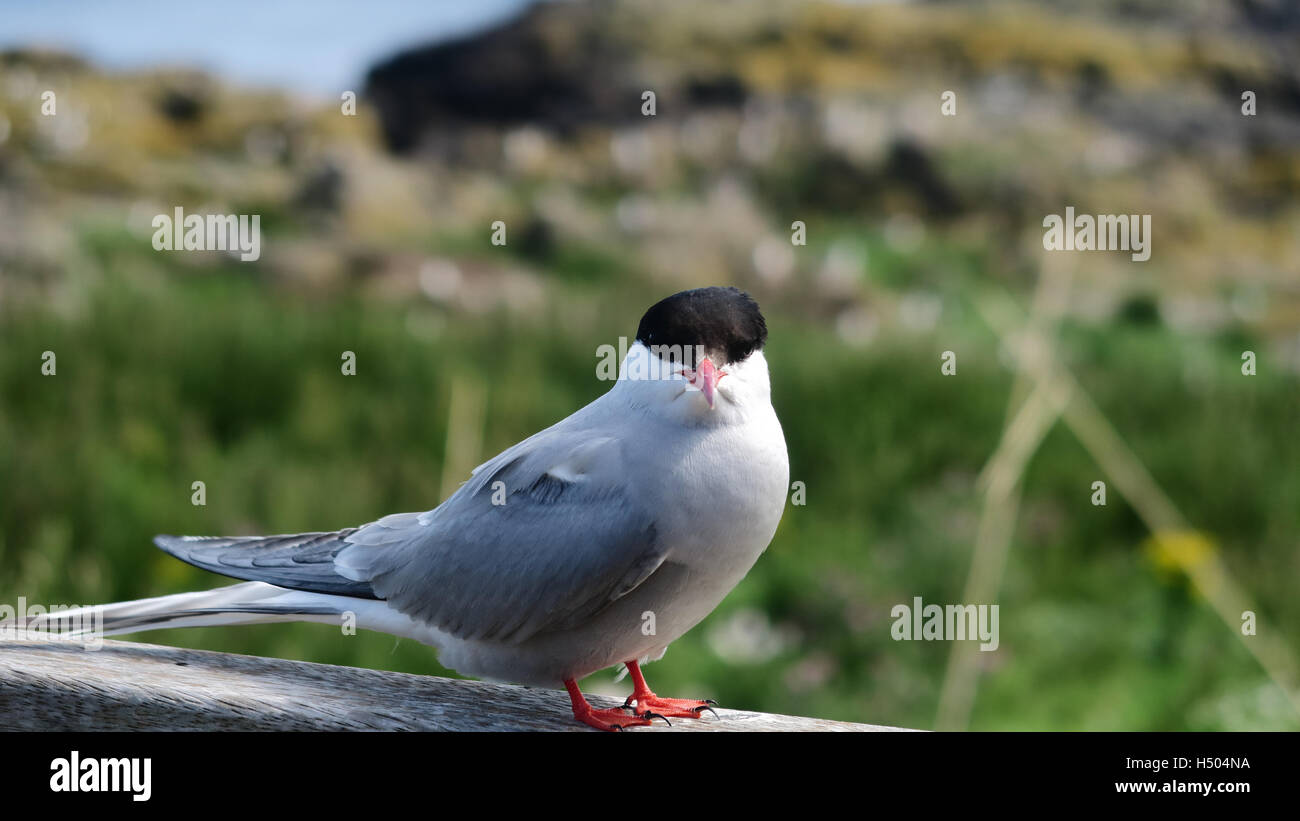 White wing tern hi-res stock photography and images - Alamy