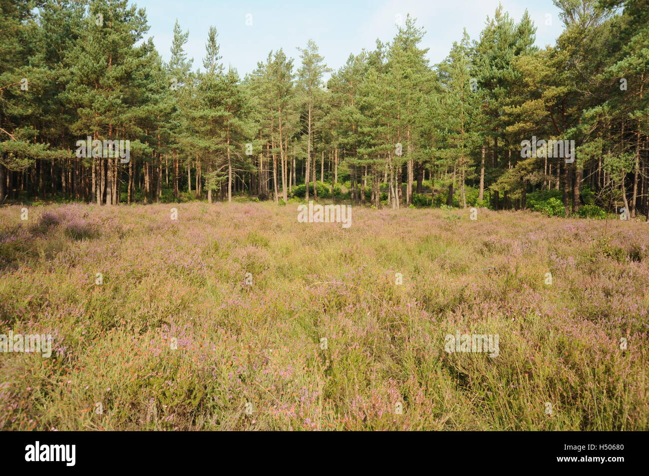 Heath-land Heather with woodland behind Stock Photo - Alamy