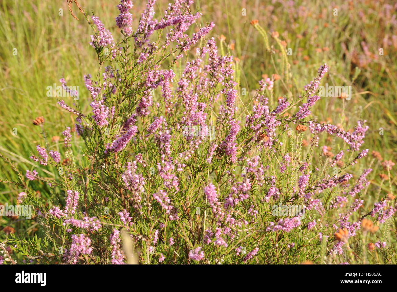 Pink Heather Photographed on Heathland Stock Photo - Alamy