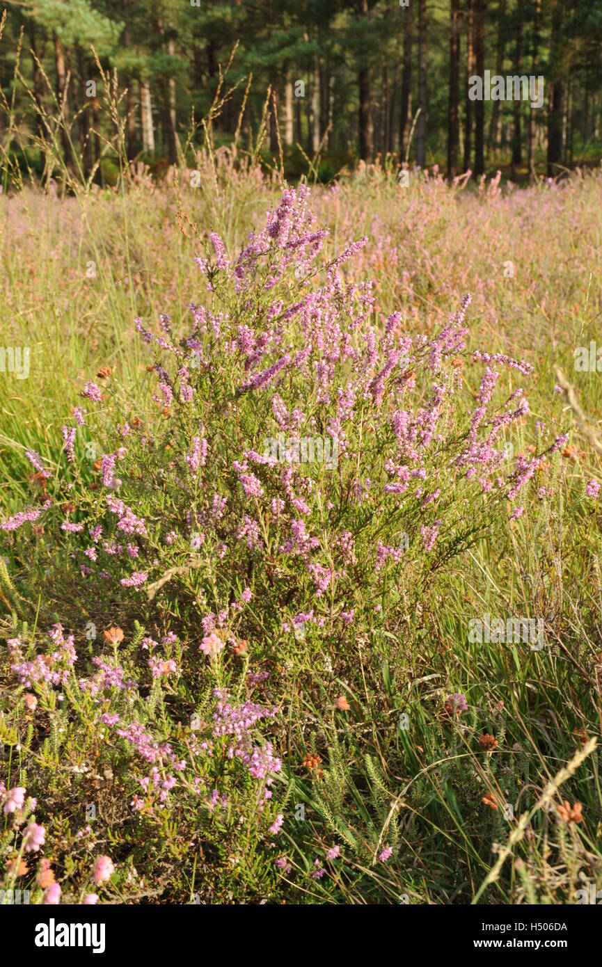 Pink Heather Photographed on Heathland Stock Photo - Alamy