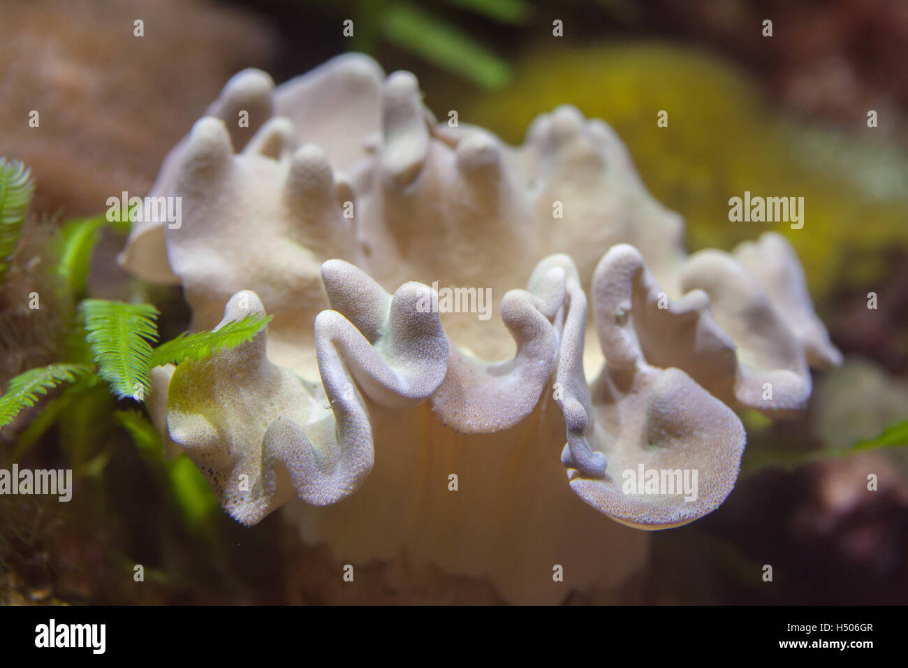 Australian toadstool hi-res stock photography and images - Alamy