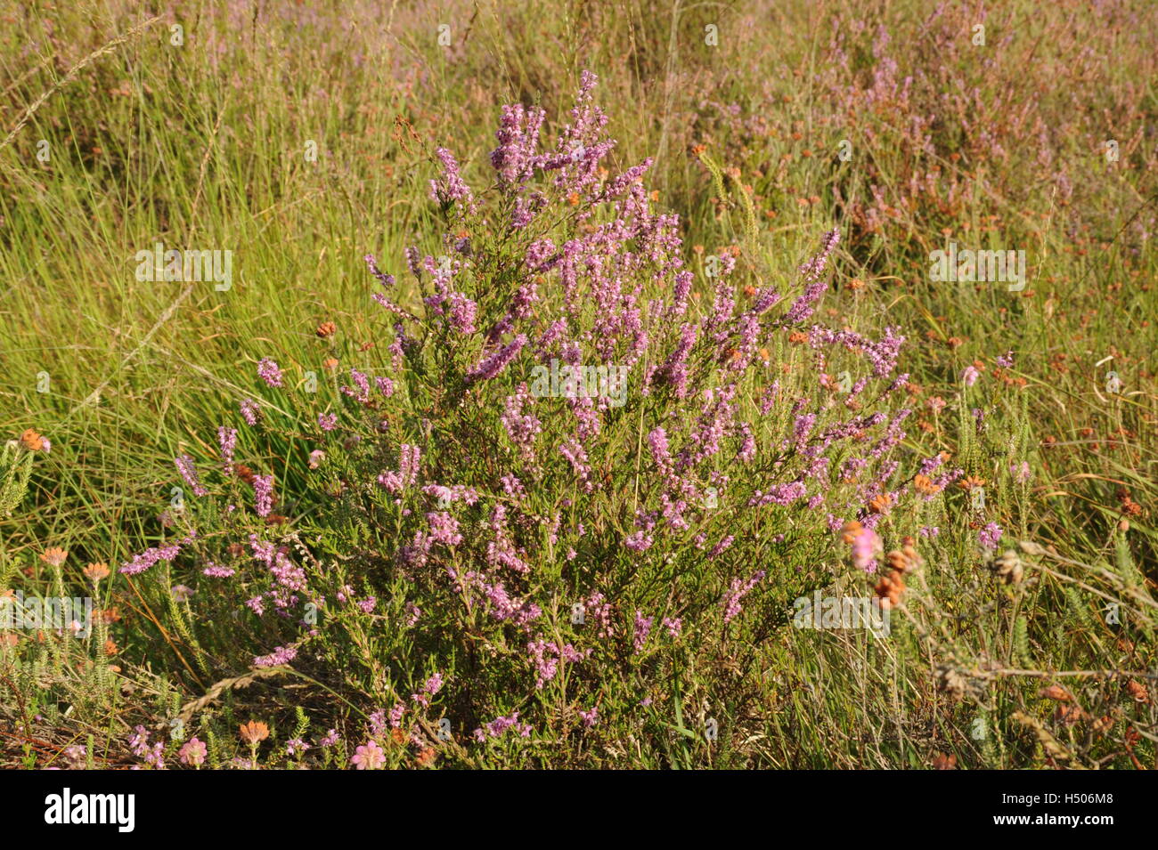 Pink Heather Photographed on Heathland Stock Photo - Alamy