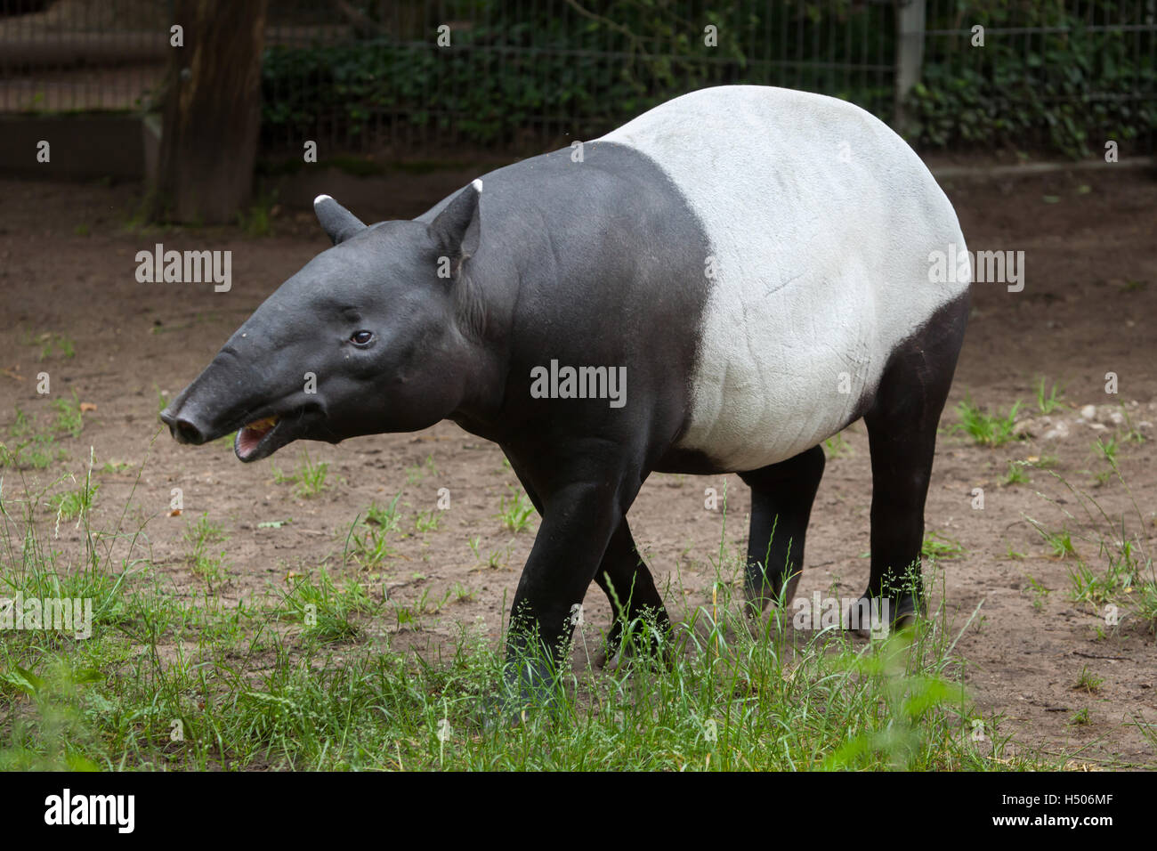 Malayan tapir (Tapirus indicus), also known as the Asian tapir at ...