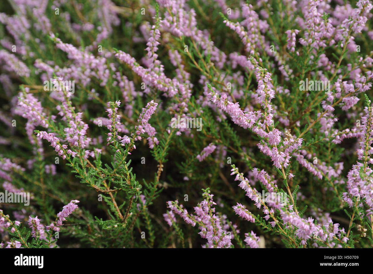 British pink Heather Stock Photo - Alamy