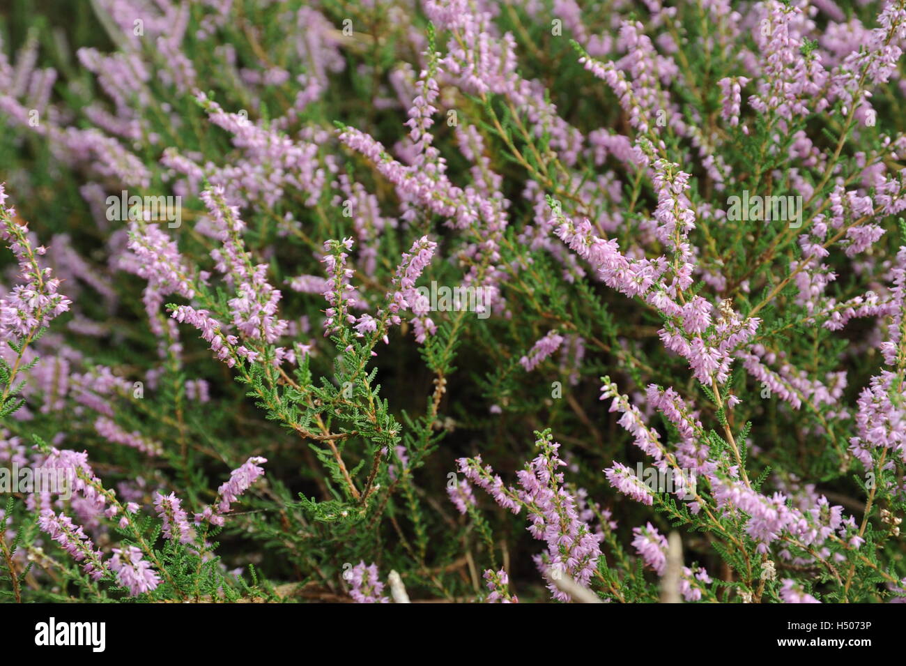 British pink Heather Stock Photo - Alamy