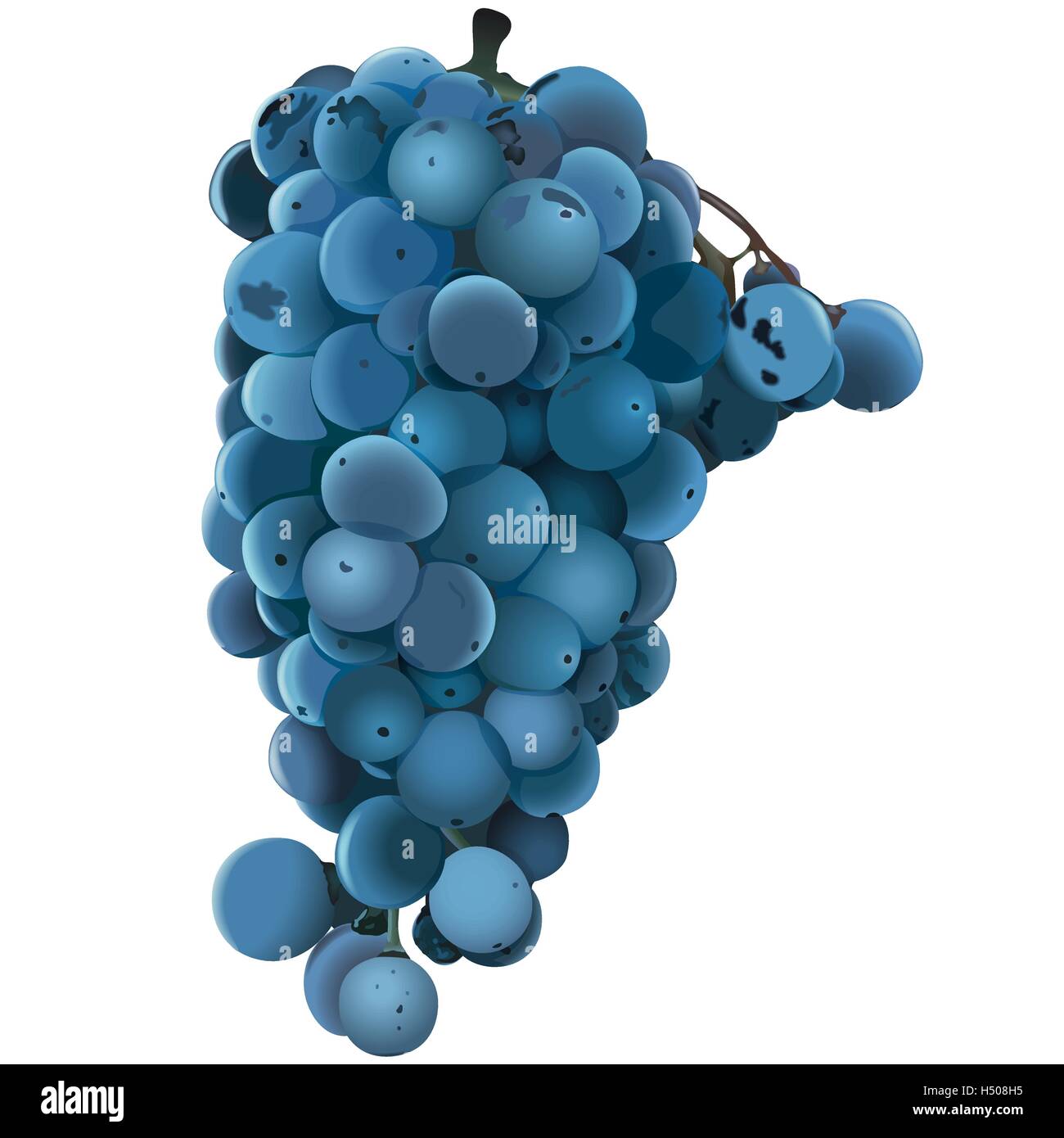 Grape cut out Stock Vector Images - Alamy