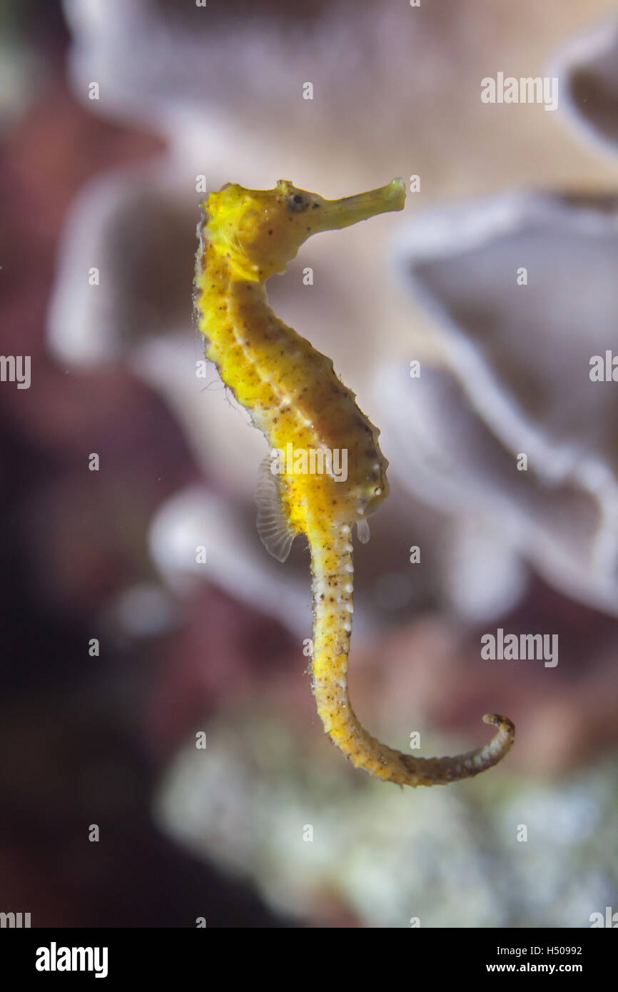 Slender seahorse (Hippocampus reidi), also known as the longsnout ...