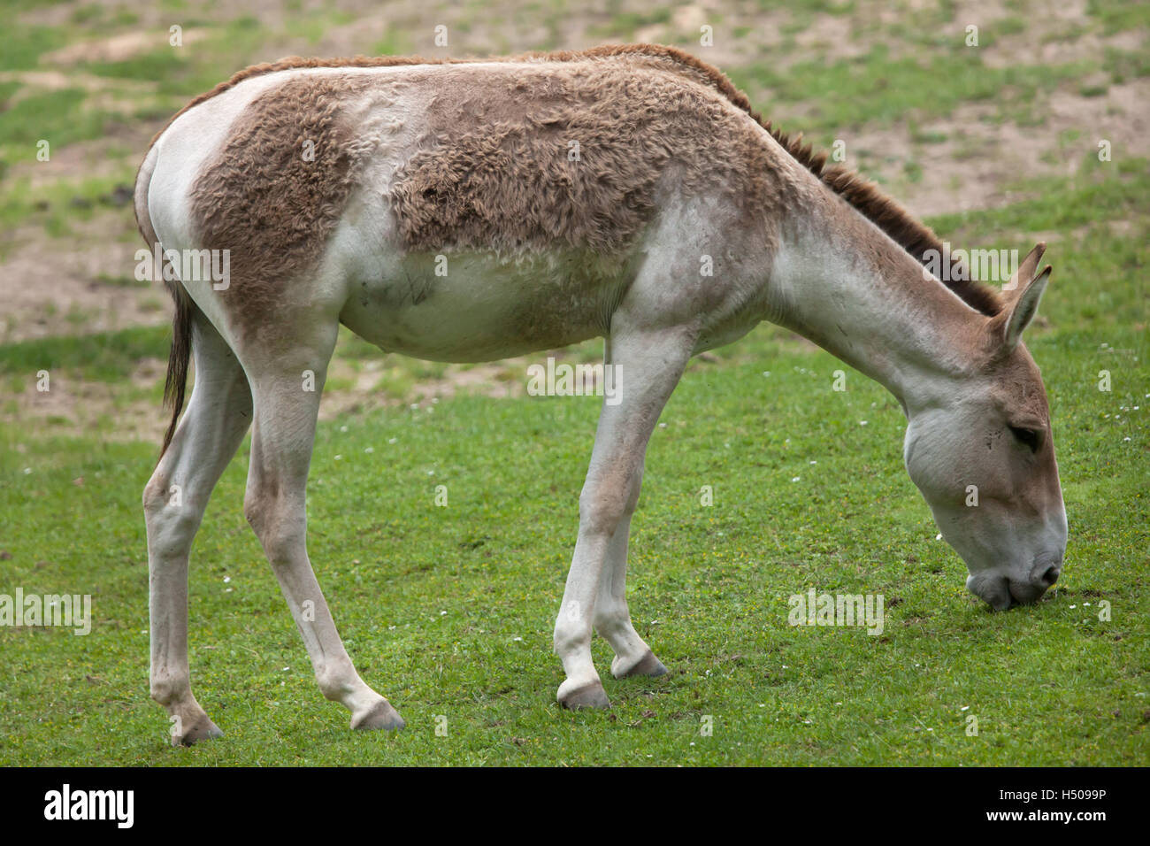 Turkmenian kulan (Equus hemionus kulan), also known as the Transcaspian ...