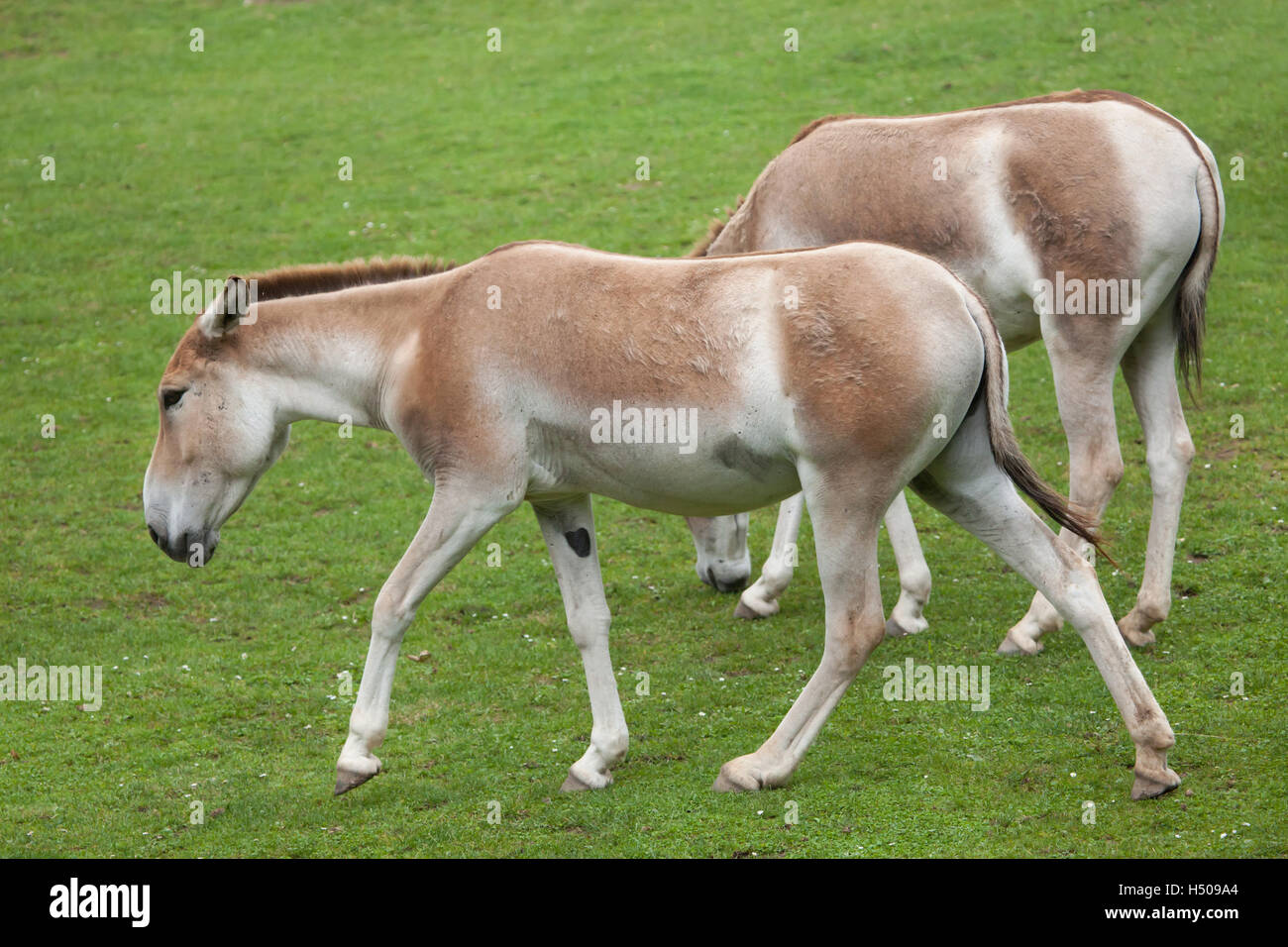 Turkmenian kulan (Equus hemionus kulan), also known as the Transcaspian ...
