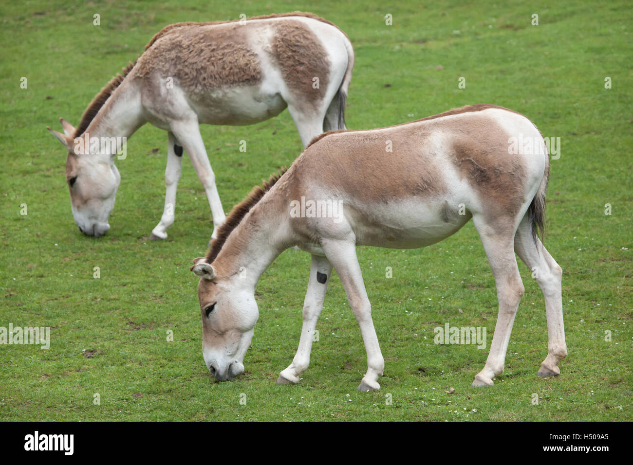 Turkmenian kulan (Equus hemionus kulan), also known as the Transcaspian ...