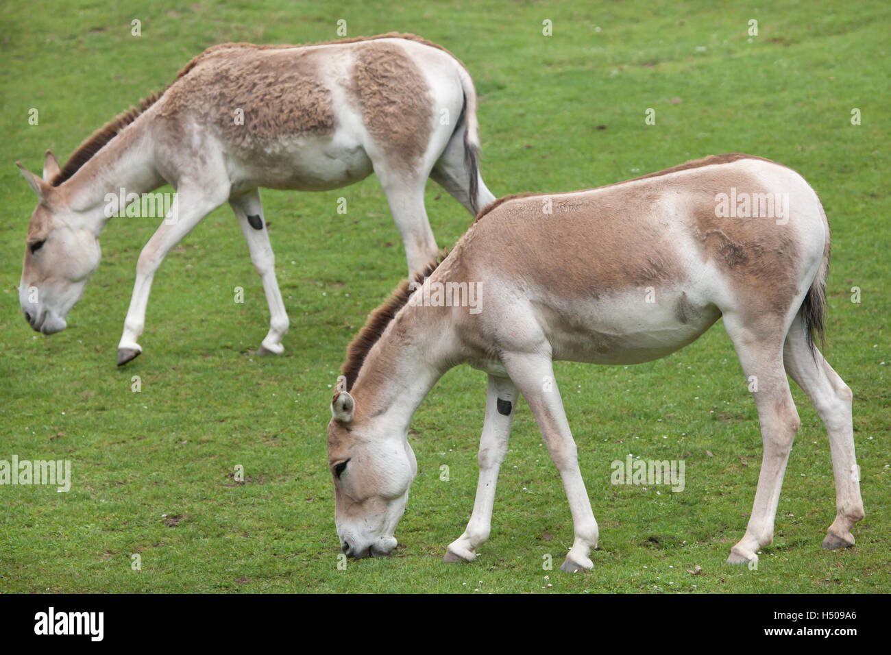 Turkmenian kulan (Equus hemionus kulan), also known as the Transcaspian ...