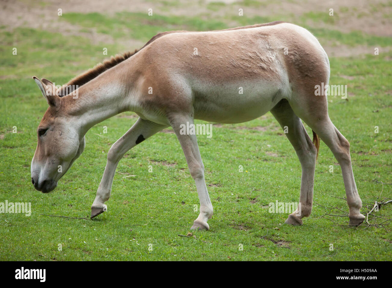 Turkmenian kulan (Equus hemionus kulan), also known as the Transcaspian ...