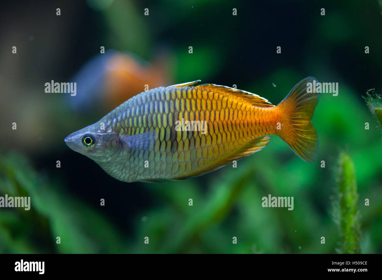 Boeseman's rainbowfish (Melanotaenia boesemani). Wildlife animal Stock ...