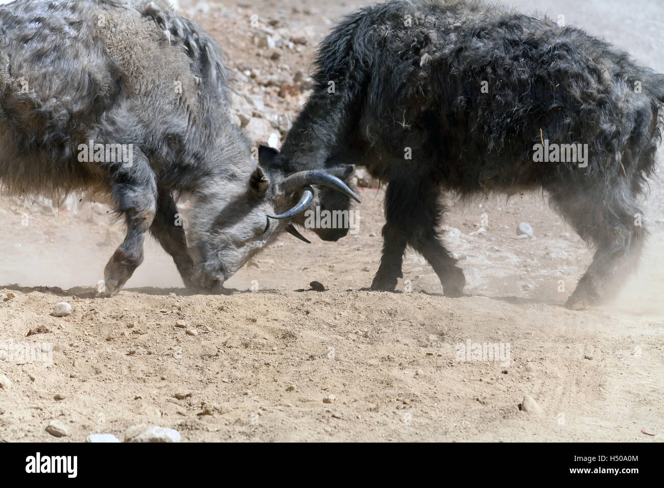 Male yaks hi-res stock photography and images - Alamy