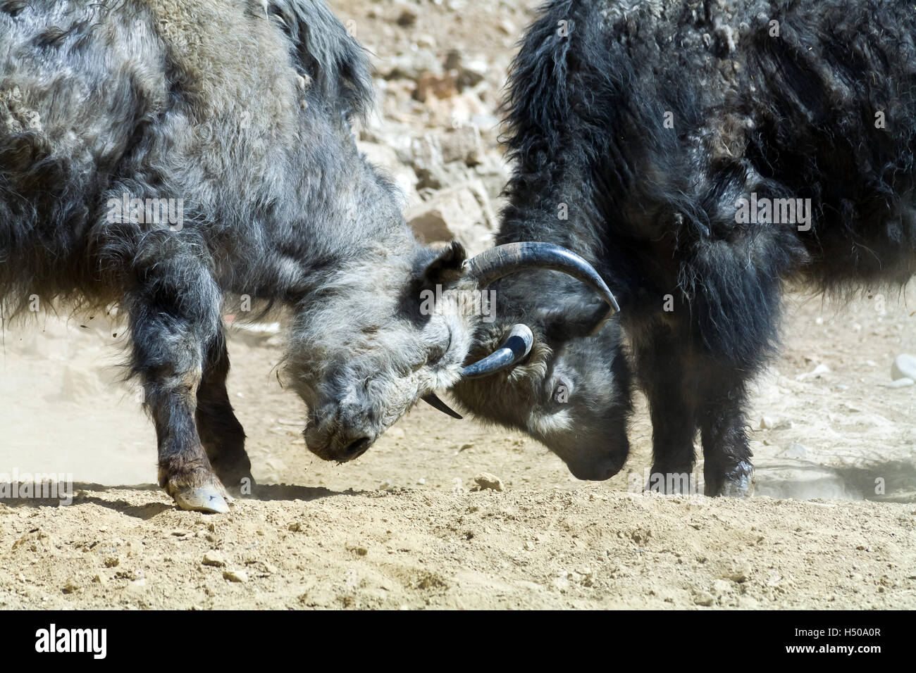 Male yaks hi-res stock photography and images - Alamy