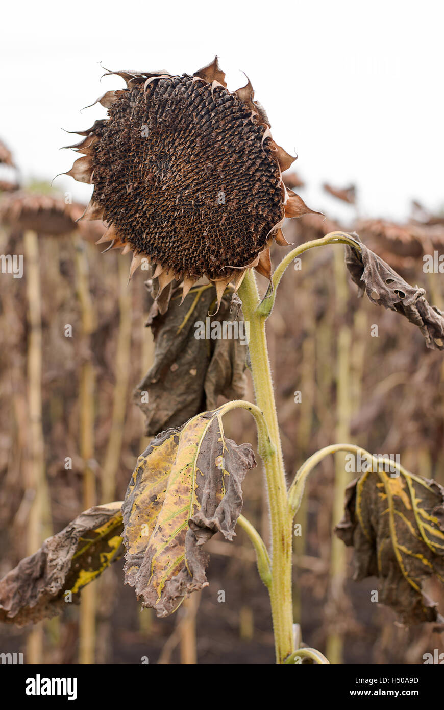Dried sunflower hi-res stock photography and images - Alamy