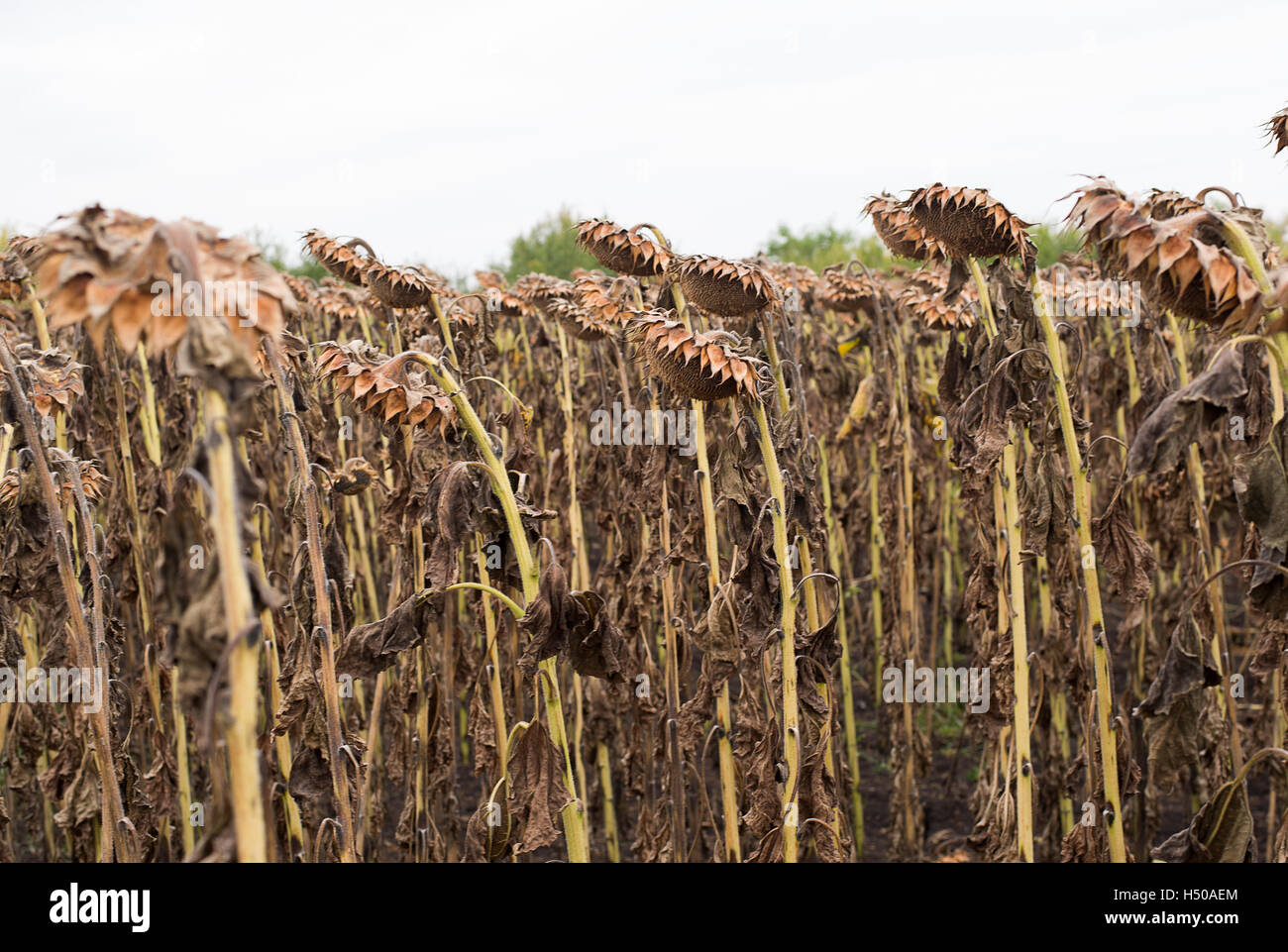 Dried sunflowers hi-res stock photography and images - Alamy