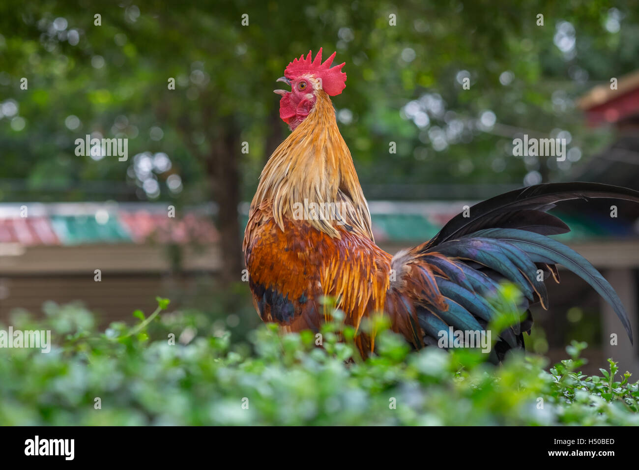 Asia Rooster or Chickens in Thailand.(Selective focus Stock Photo - Alamy