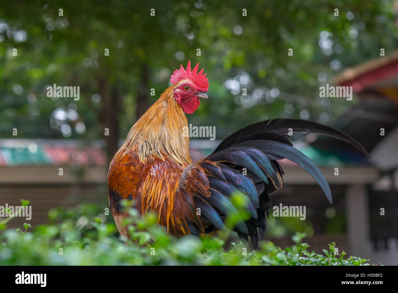 Asia Rooster or Chickens in Thailand.(Selective focus Stock Photo - Alamy