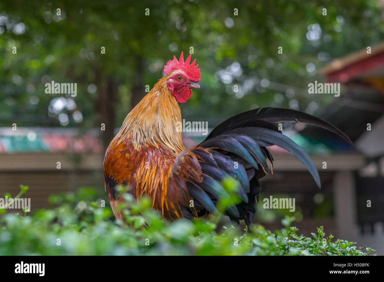 Asia Rooster or Chickens in Thailand.(Selective focus Stock Photo - Alamy