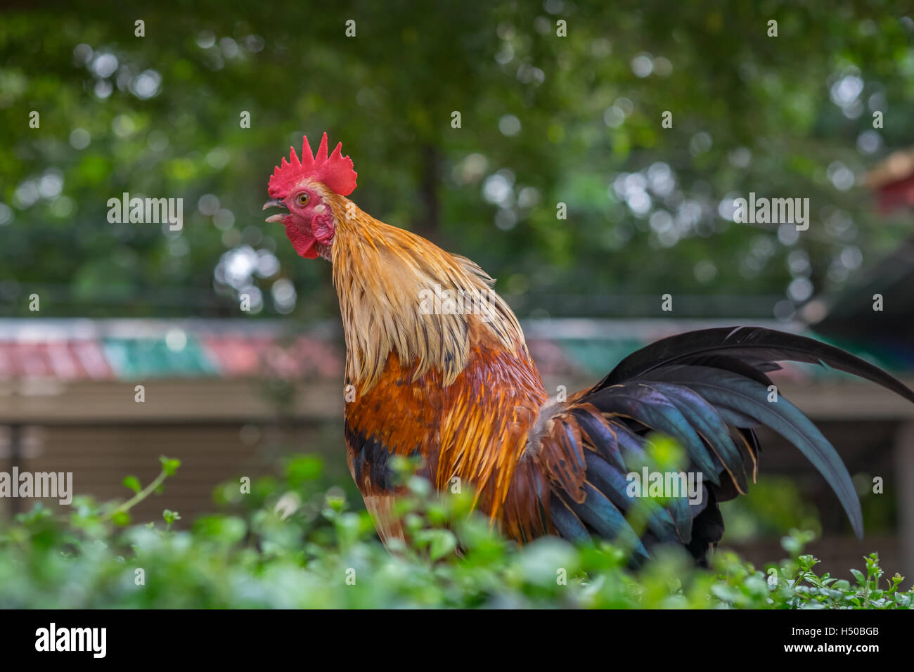 Asia Rooster or Chickens in Thailand.(Selective focus Stock Photo - Alamy