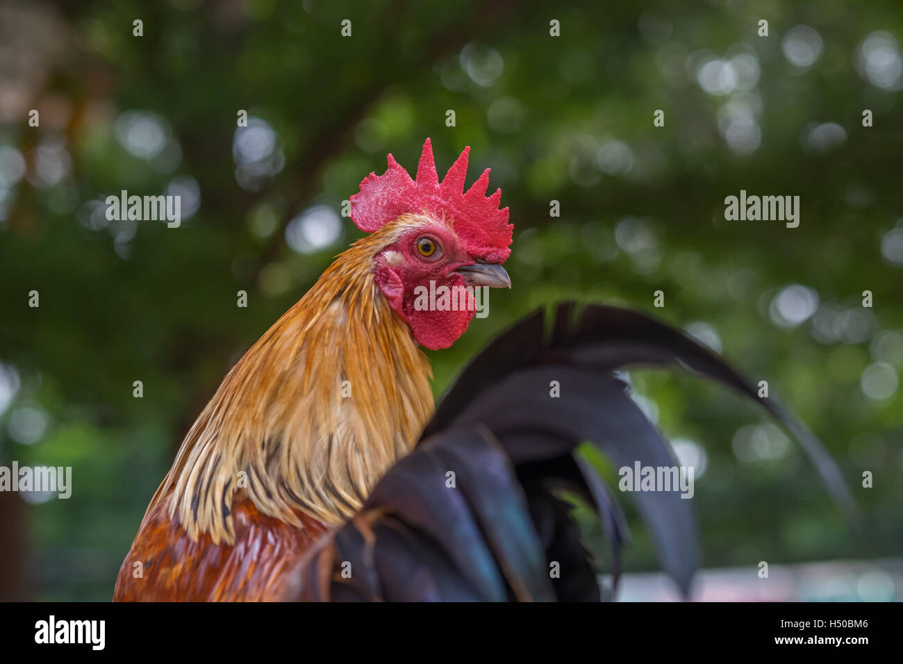 Asia Rooster or Chickens in Thailand.(Selective focus Stock Photo - Alamy