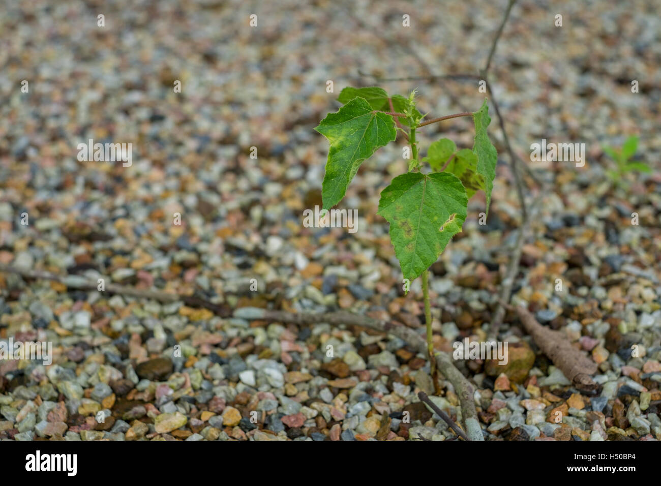 Small Bodhi tree on stone ground in Asia.(Selective focus Stock Photo ...