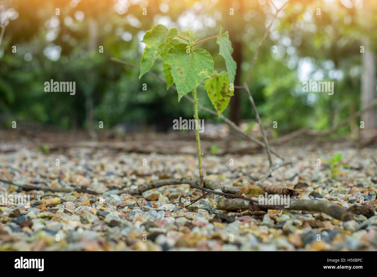 Small Bodhi tree on stone ground in Asia.(Selective focus Stock Photo ...