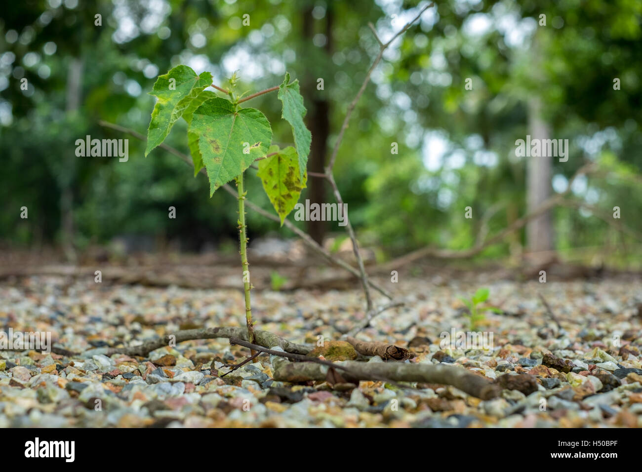 Small Bodhi tree on stone ground in Asia.(Selective focus Stock Photo ...