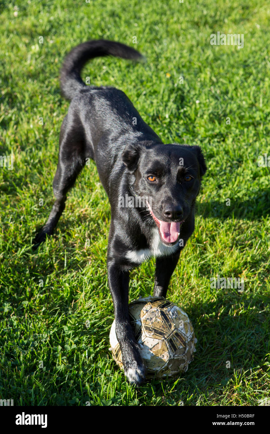 Dog playing football hi-res stock photography and images - Alamy